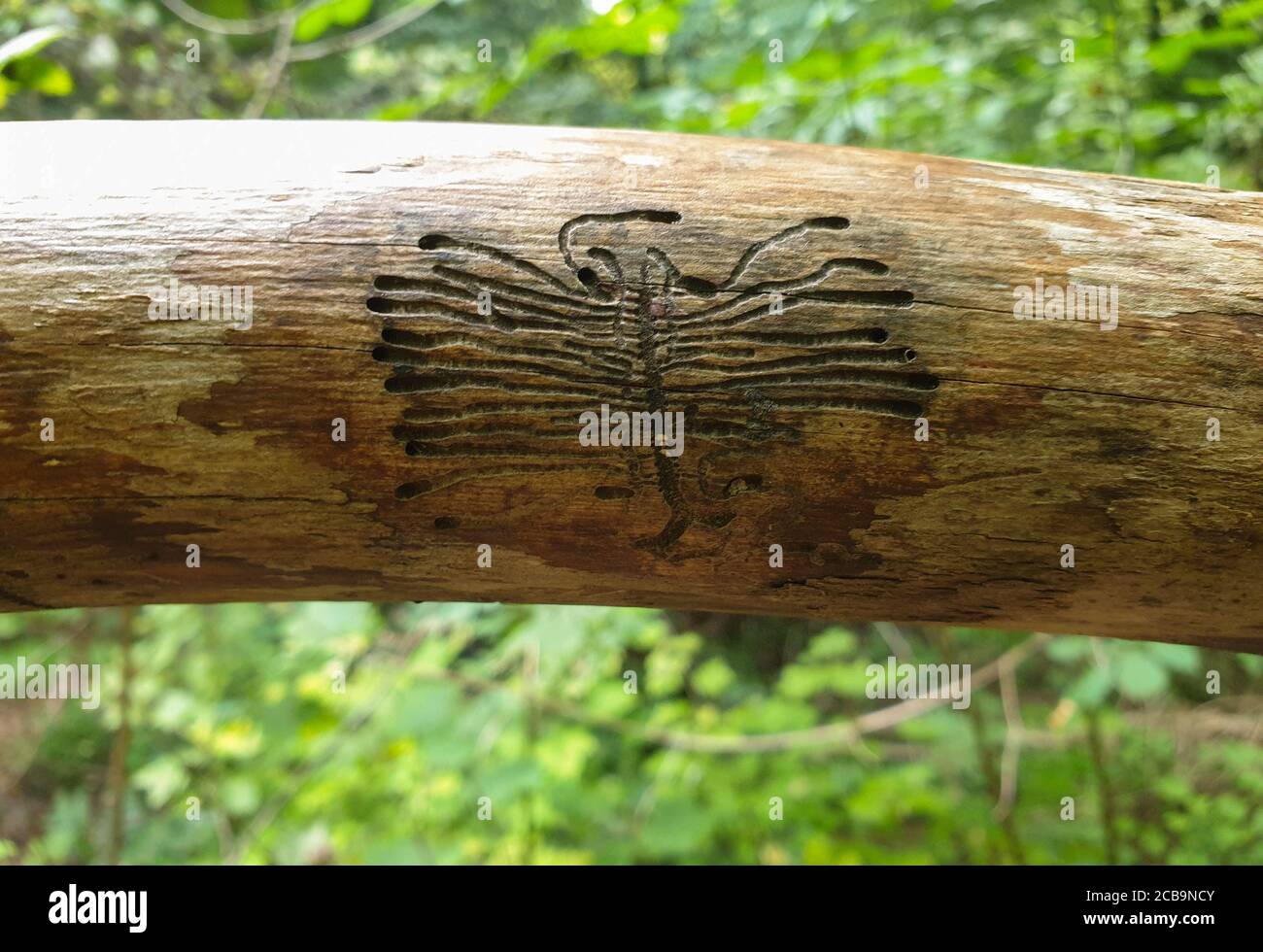 Spruce Bark Beetle High Resolution Stock Photography and Images - Alamy