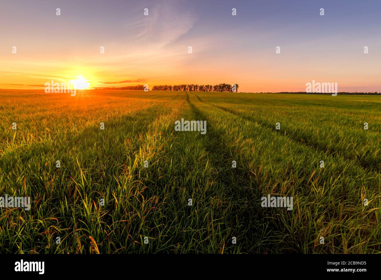 Sunset or sunrise in an agricultural field with ears of young green ...