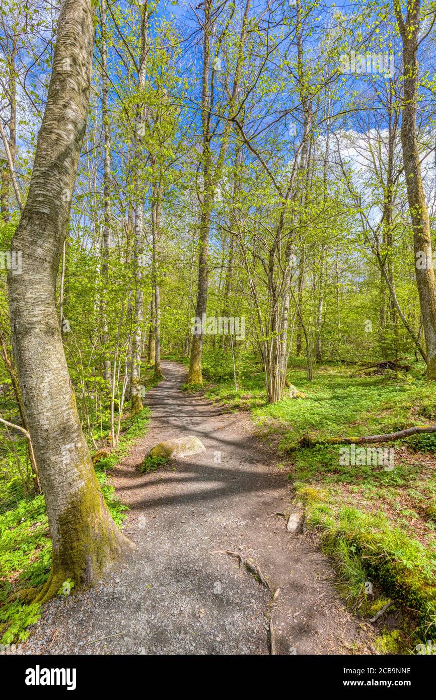 Lush vivid green foliage sidelined forest walk in Säveåns nature ...
