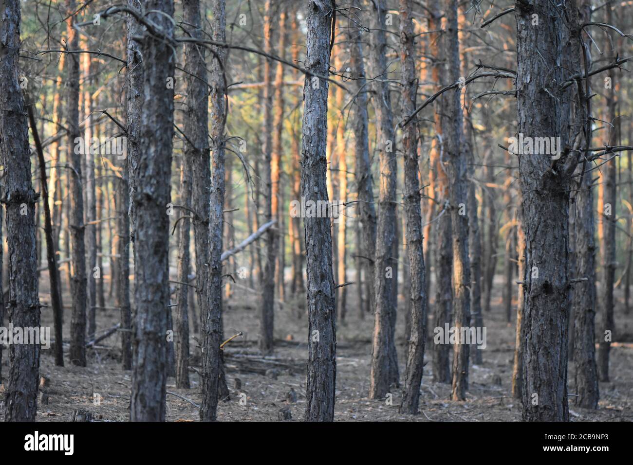 pine tree forest Stock Photo - Alamy