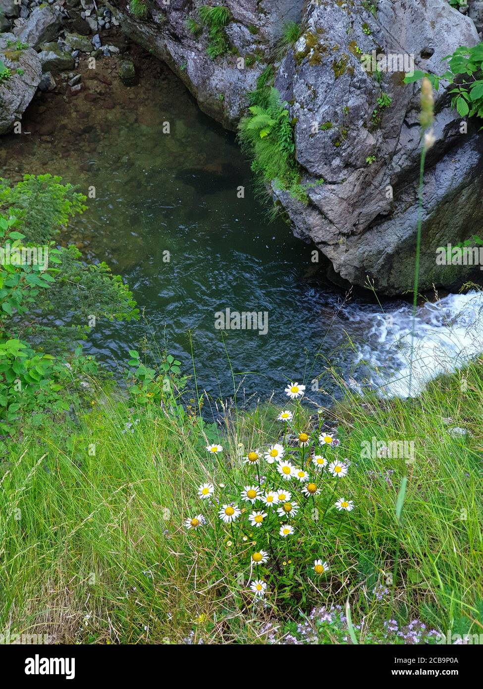 Flowers and water pond seen from above, at Iadolina waterfall, on Iad ...