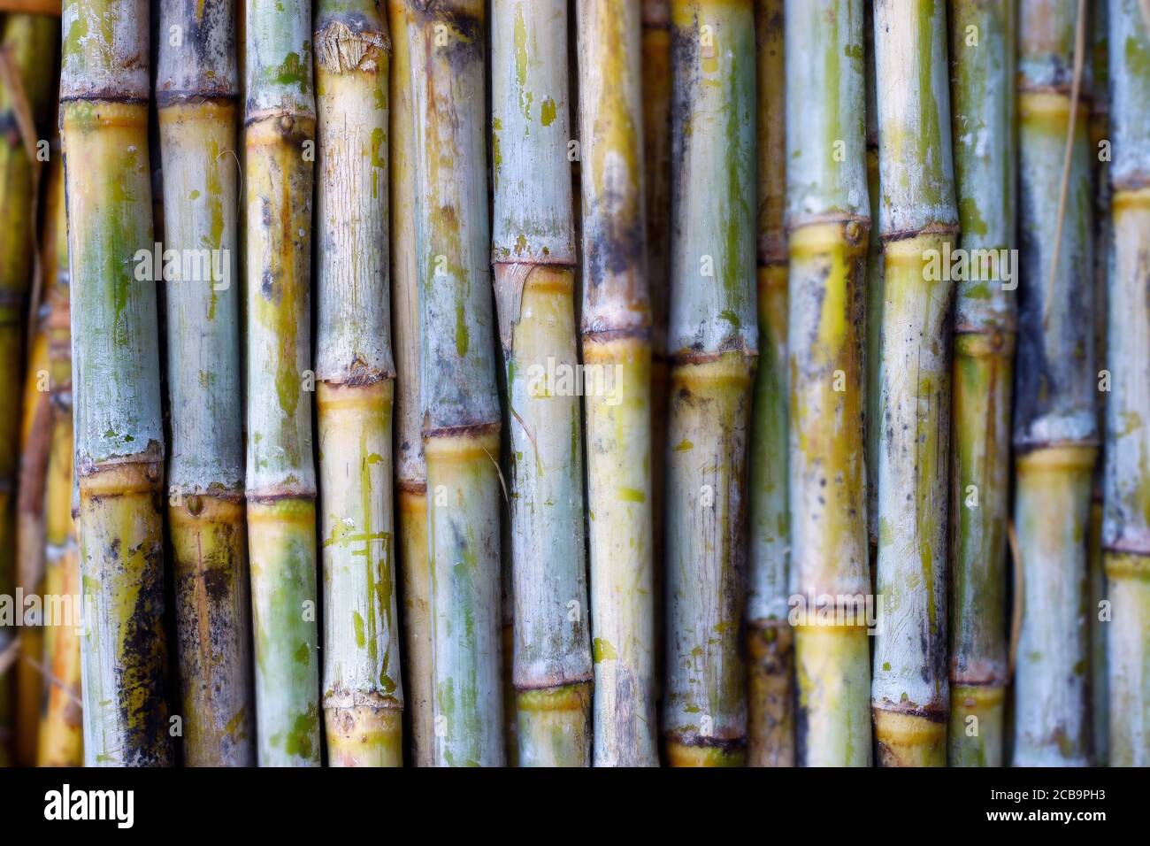bundle of sugarcane plant just harvested Stock Photo - Alamy