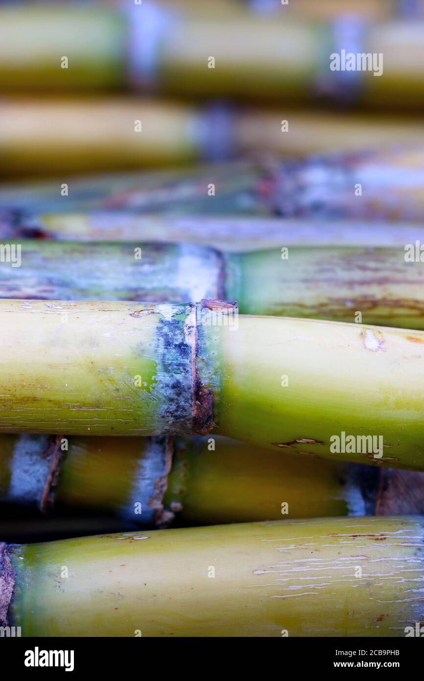 Bundle of sugarcane hi-res stock photography and images - Alamy