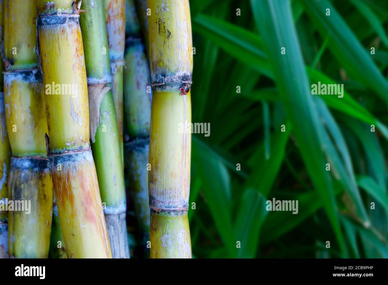 Bundle of sugarcane hi-res stock photography and images - Alamy