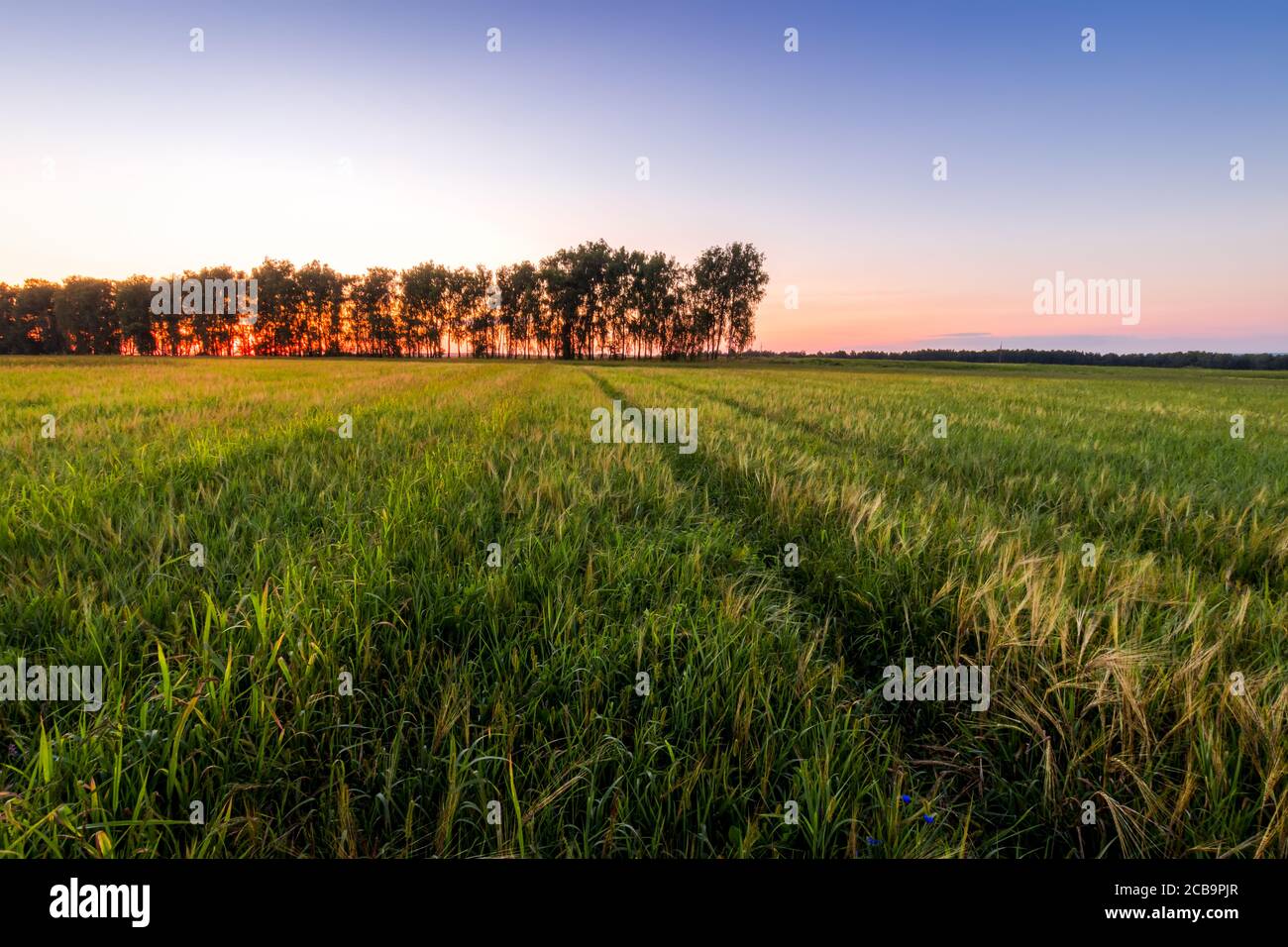 Twilight in an agricultural field with ears of young green wheat and a ...