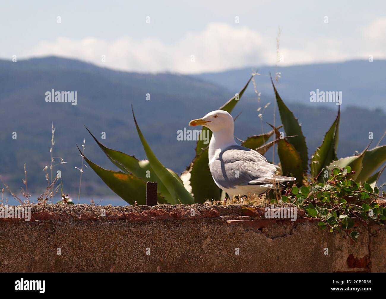 seagulls at rest Stock Photo - Alamy