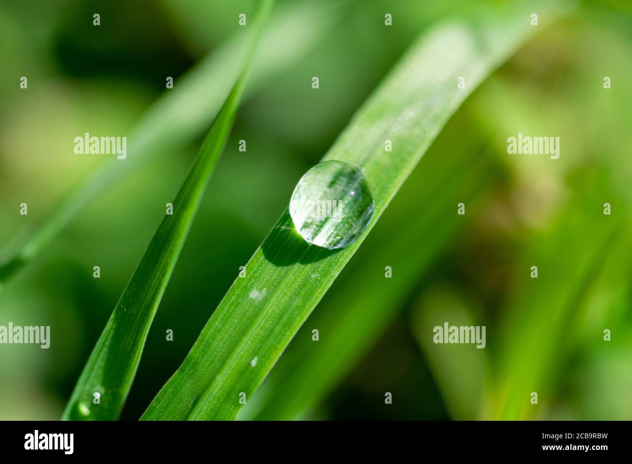 Single Raindrop