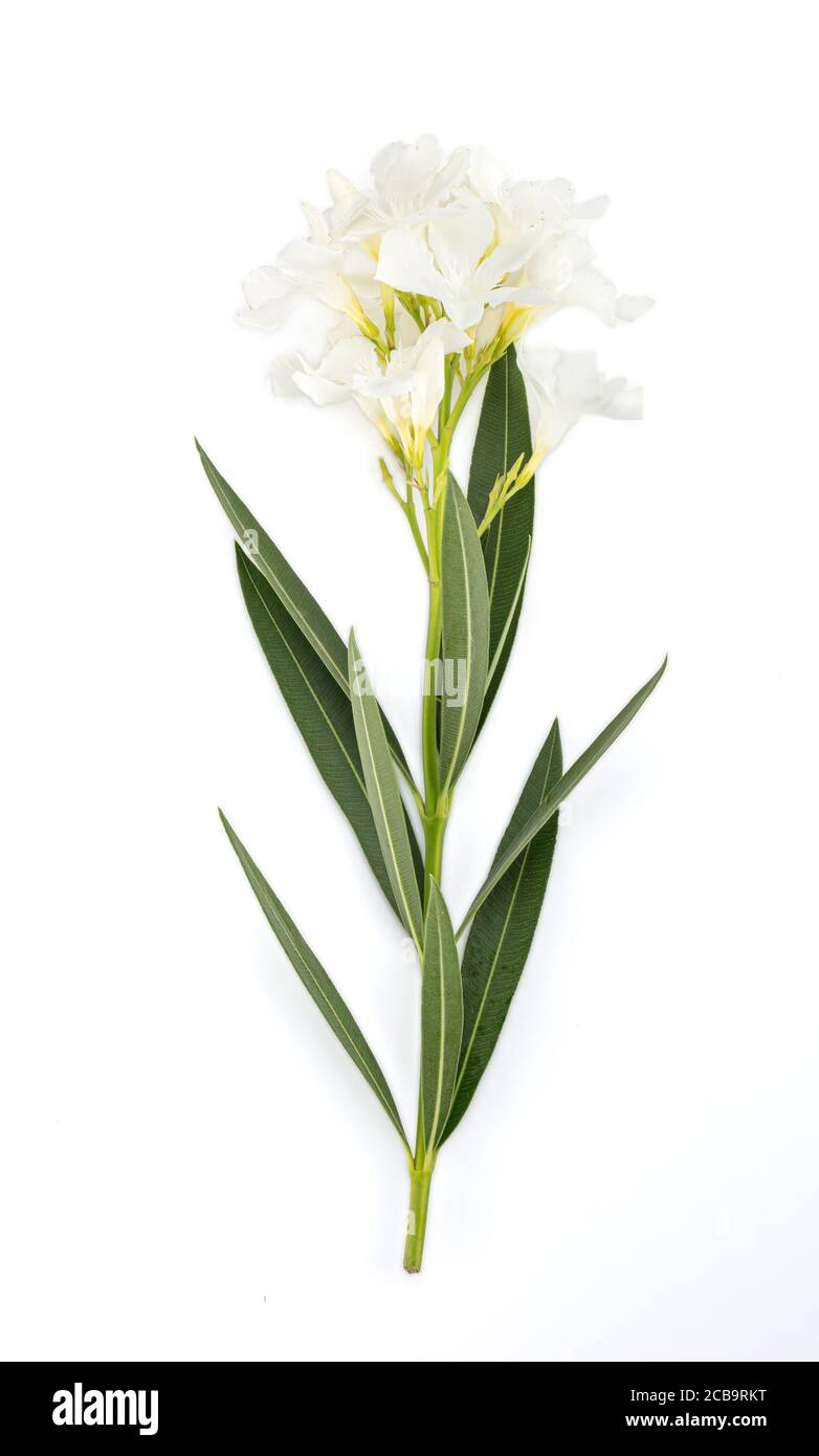 Pink Laurel with white flowers on white background Stock Photo - Alamy