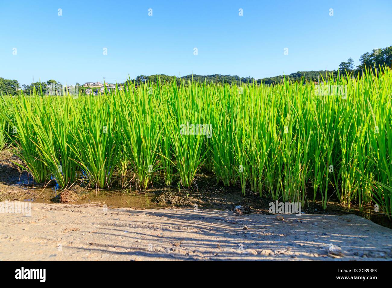 Korean traditional rice farming. Korean rice farming scenery. Korean ...