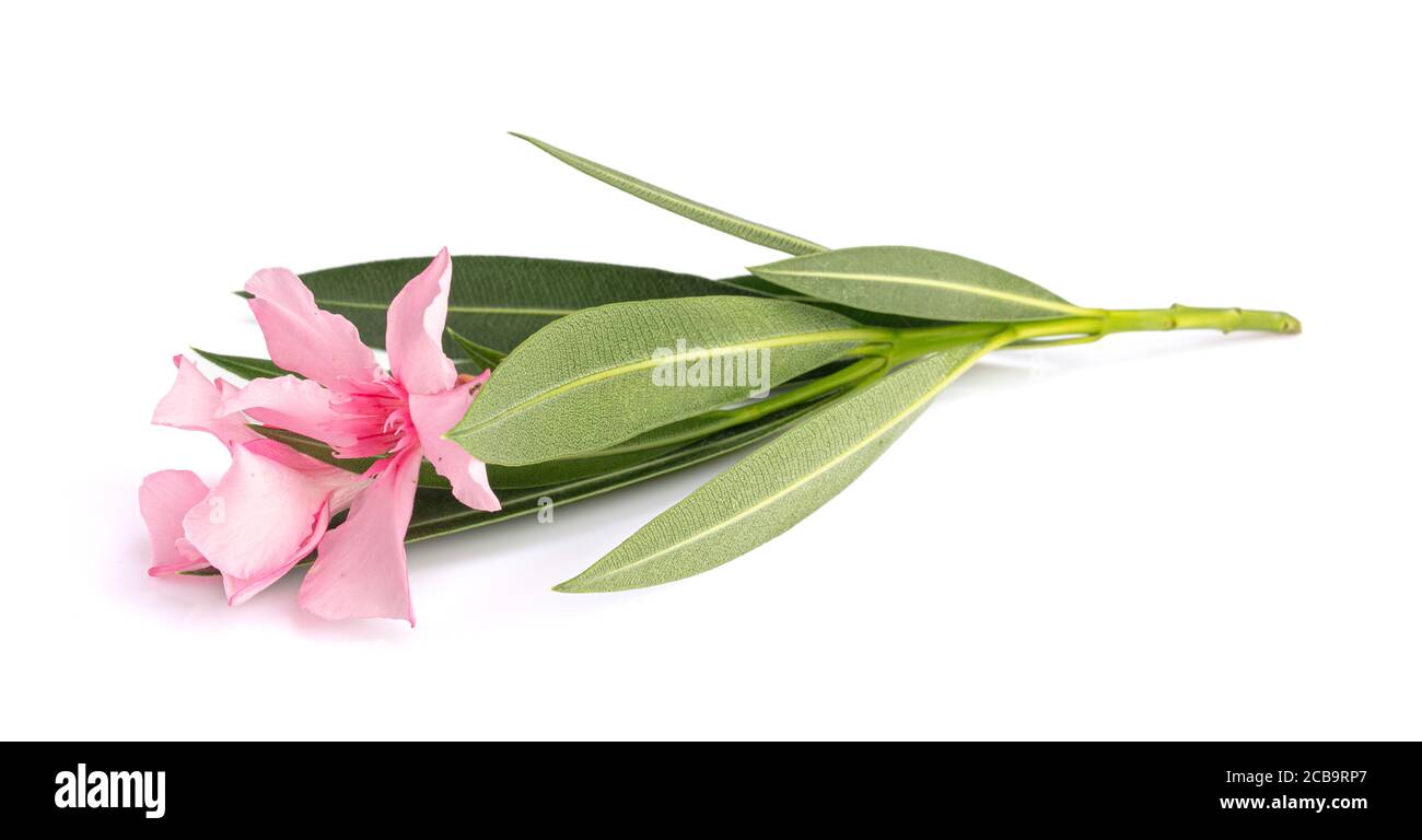 Pink Laurel with pink flowers on white background Stock Photo - Alamy