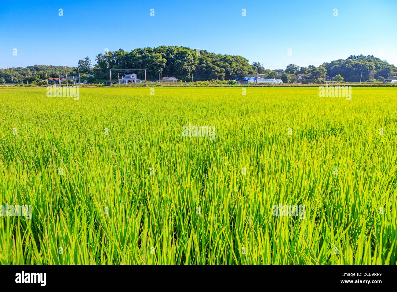 Korean traditional rice farming. Korean rice farming scenery. Korean ...