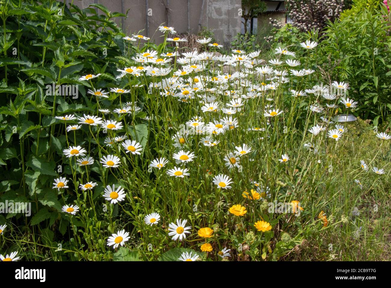 Common daisies in a garden full of different flowers and plants Stock ...