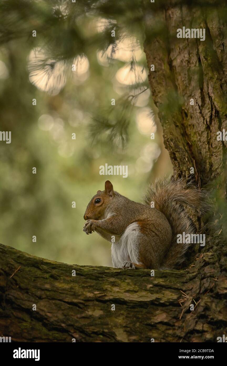 Little Squirrel Holding A Walnut In The Middle Of The Forest Stock ...