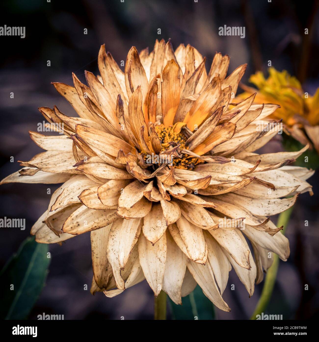 Closeup shot od a dry dead flower under the sunlight Stock Photo - Alamy