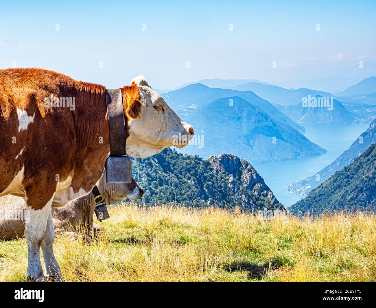 Italian brown cattle hi-res stock photography and images - Alamy