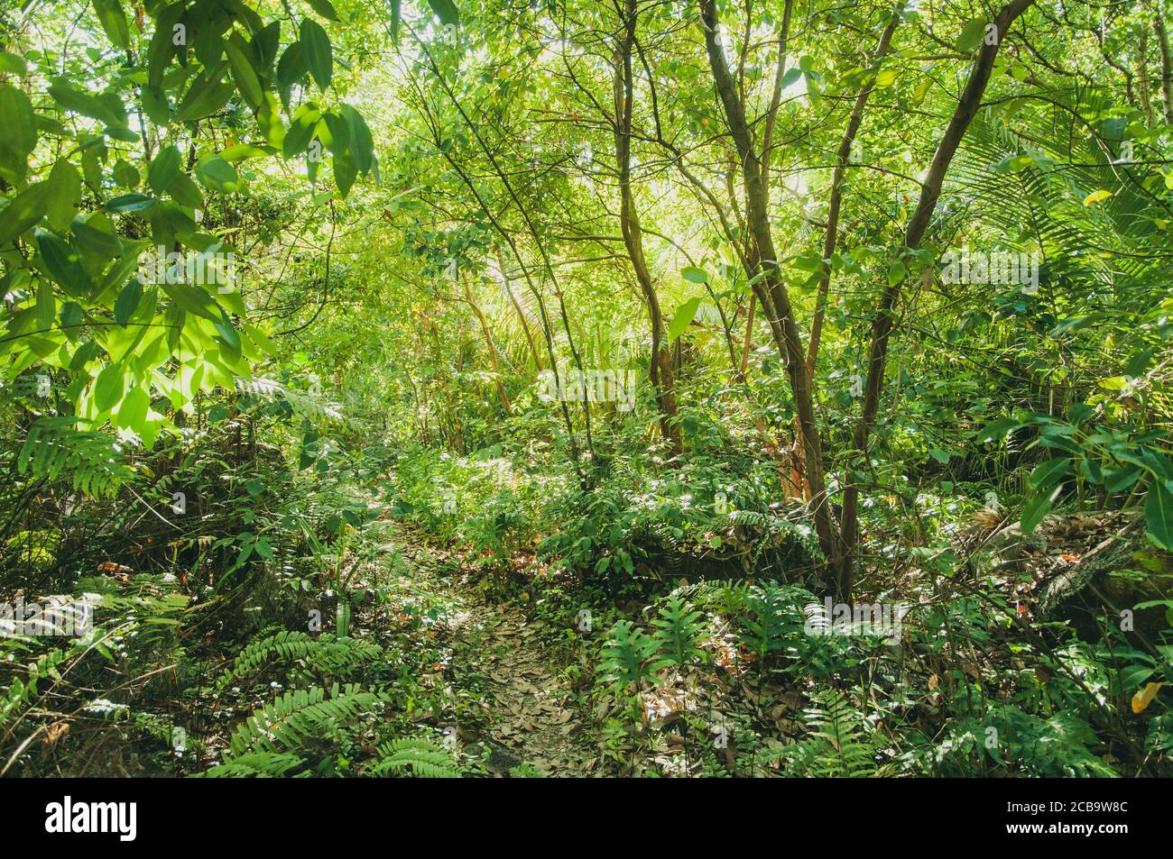 Luxuriant summer vegetation hi-res stock photography and images - Alamy