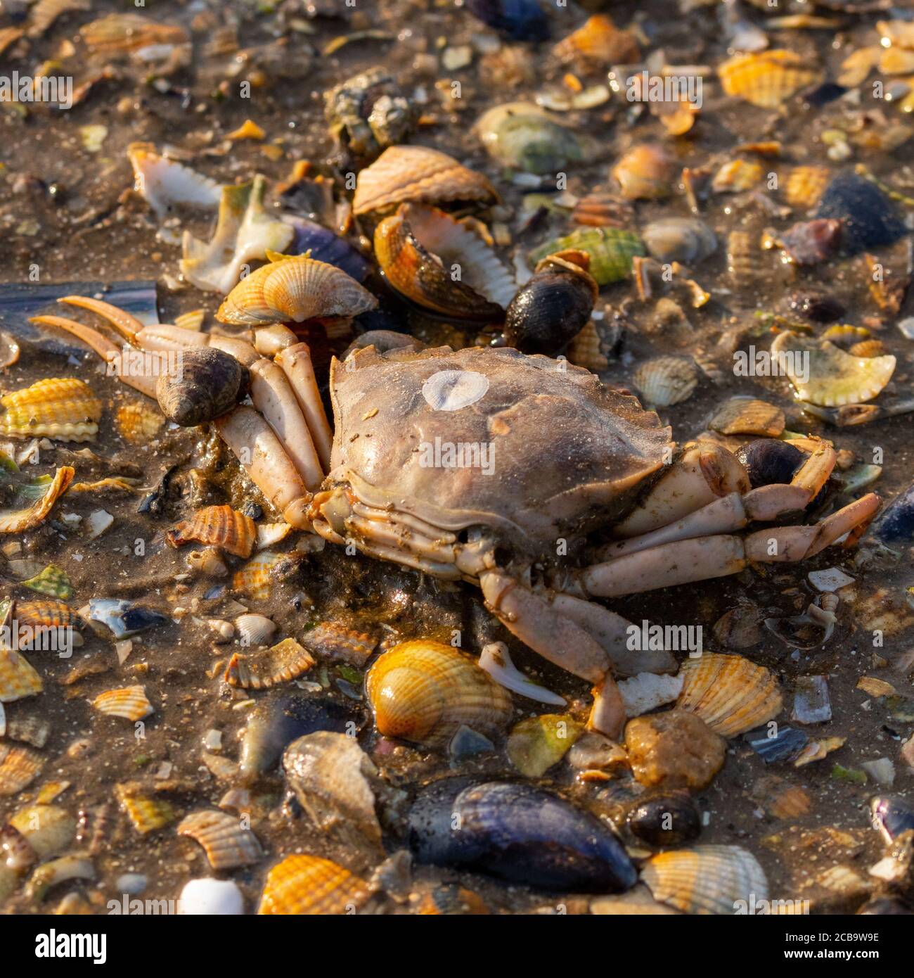 Dead crab on shells hi-res stock photography and images - Alamy