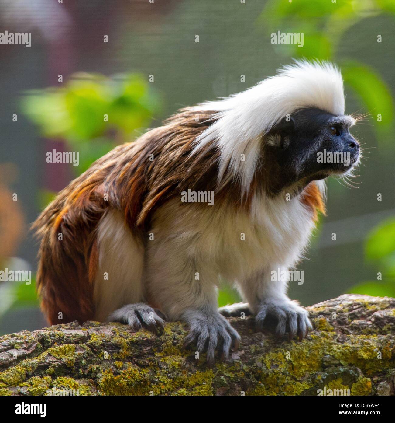 Small black white monkey hi-res stock photography and images - Alamy