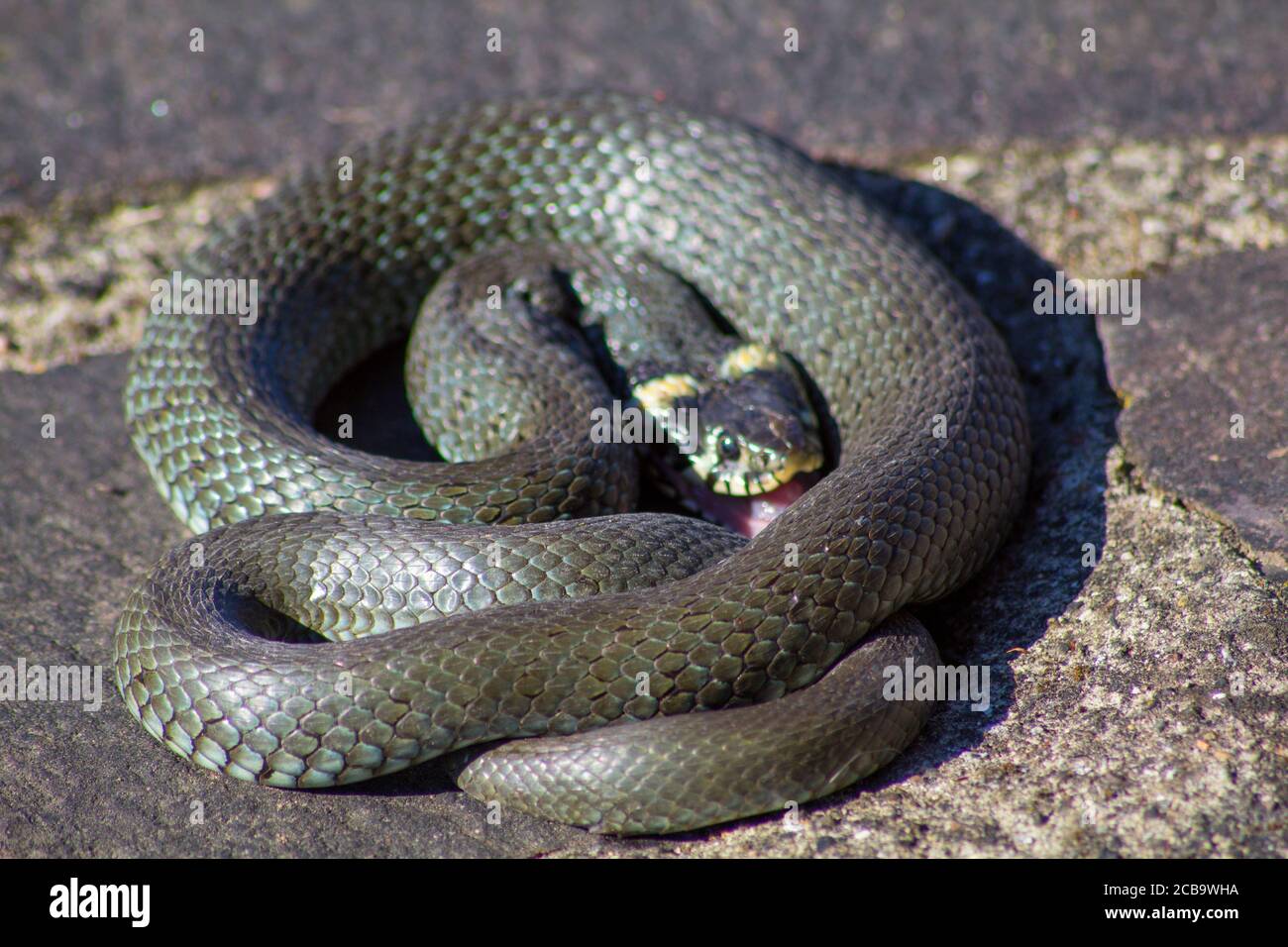 Overhead closeup shot of a dark grey snake - perfect for background ...