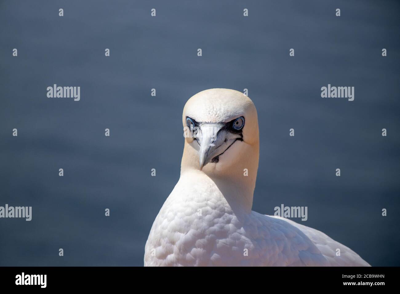 Closeup shot of a northern gannet bird on island Helgoland Stock Photo ...
