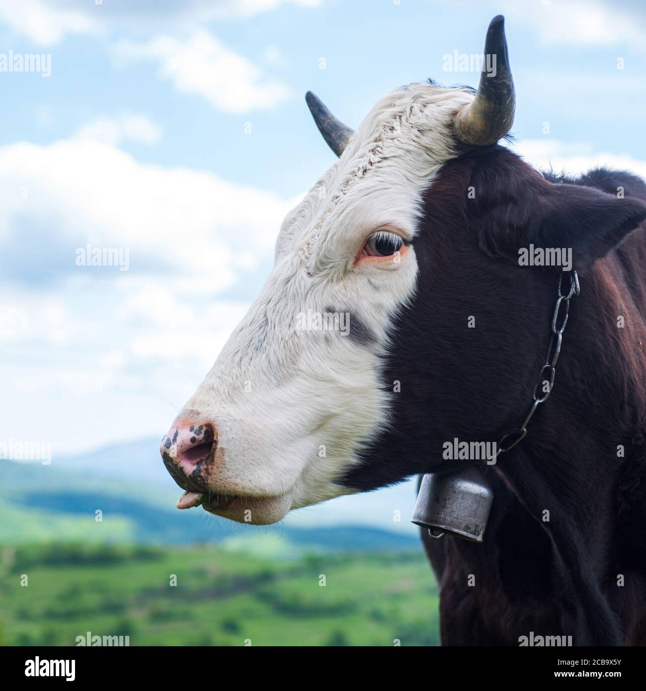 Angus Head High Resolution Stock Photography and Images - Alamy
