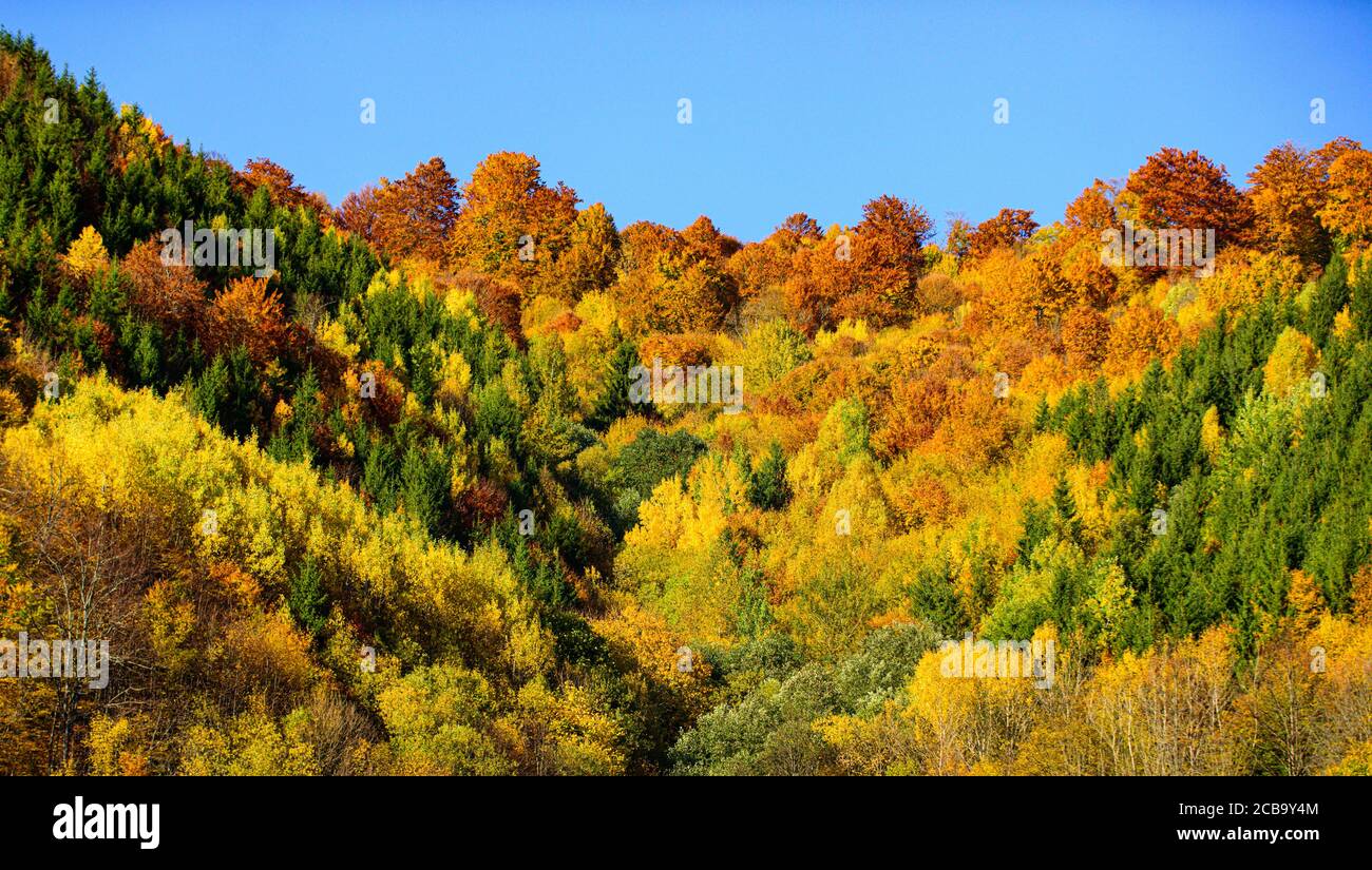 Beautiful orange, red, yellow and green color in autumn forest, many ...