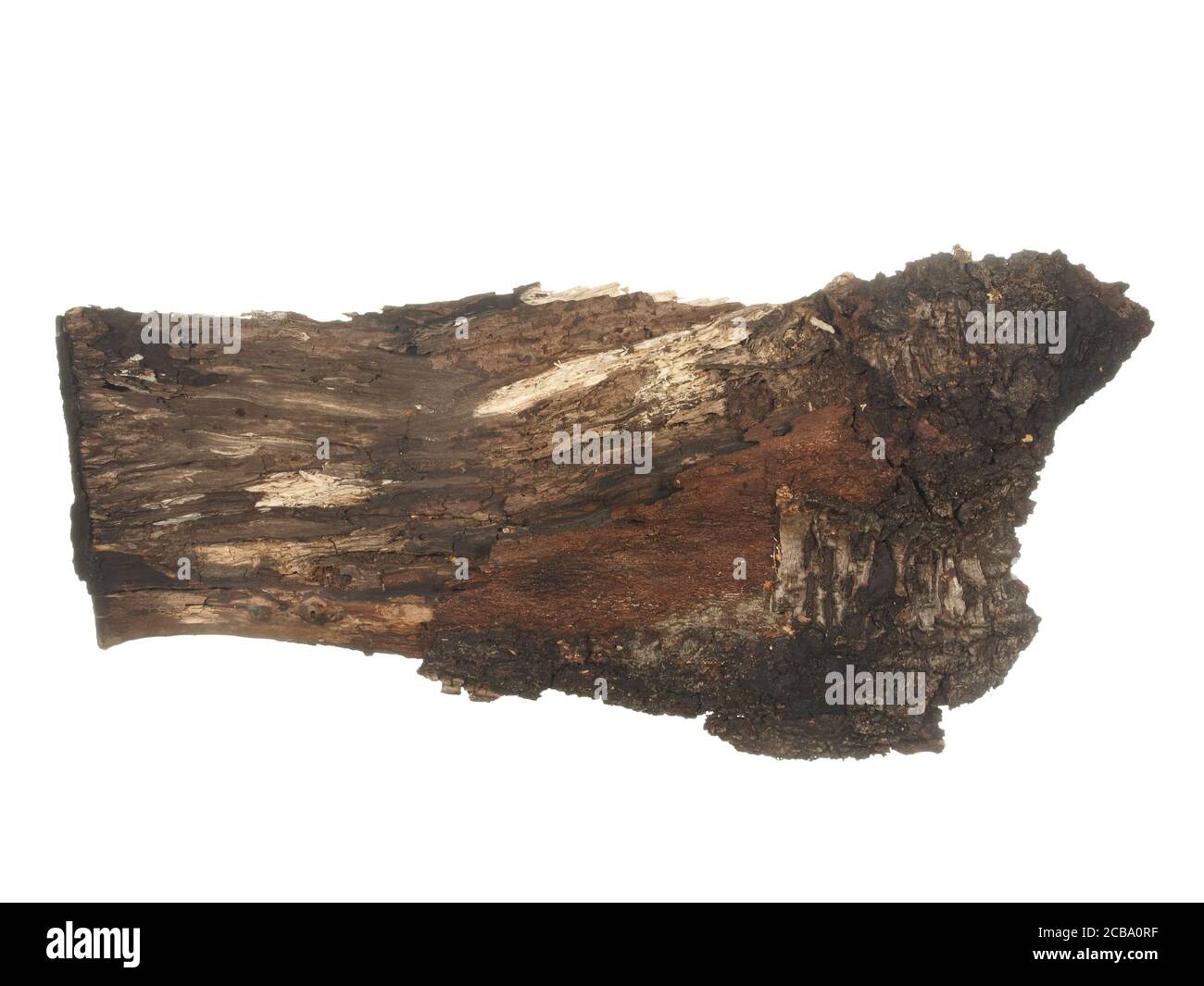 Piece of old rotten wood bark isolated on a white background Stock ...