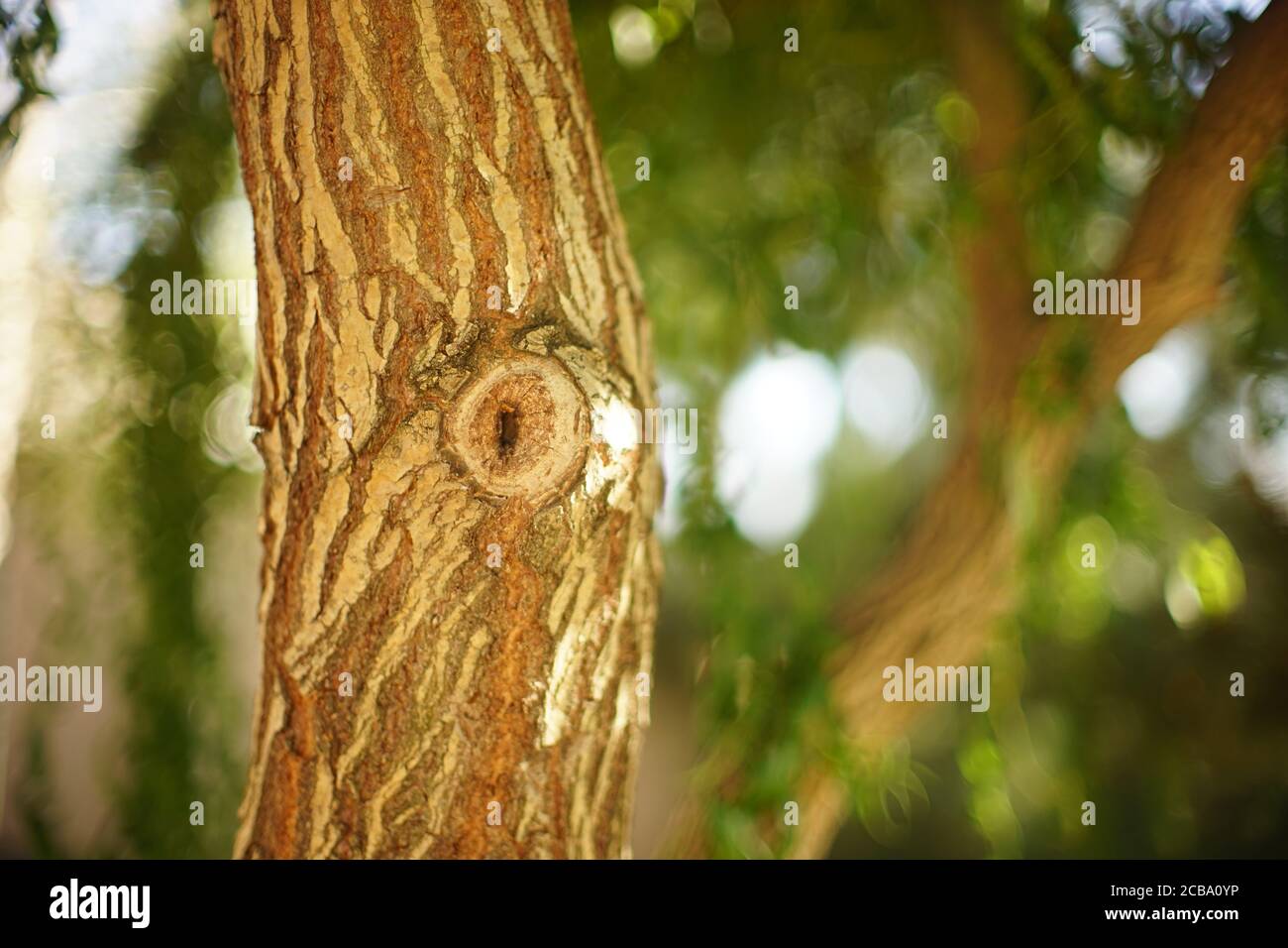 Closeup trunk weeping willow tree in the sunny garden Stock Photo - Alamy