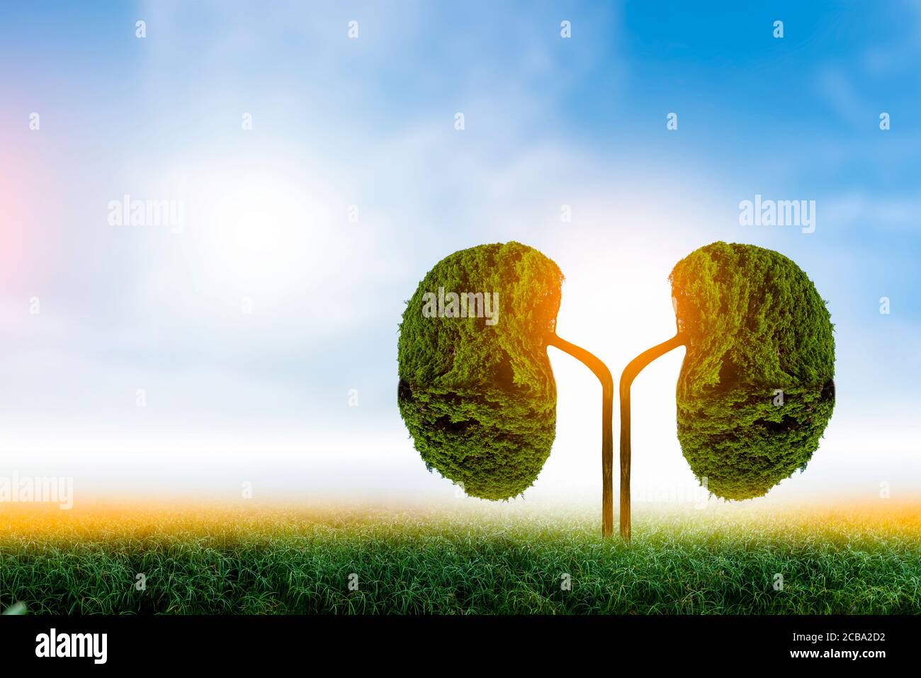 Trees (kidneys), 3D environmental and medical concepts Stock Photo - Alamy