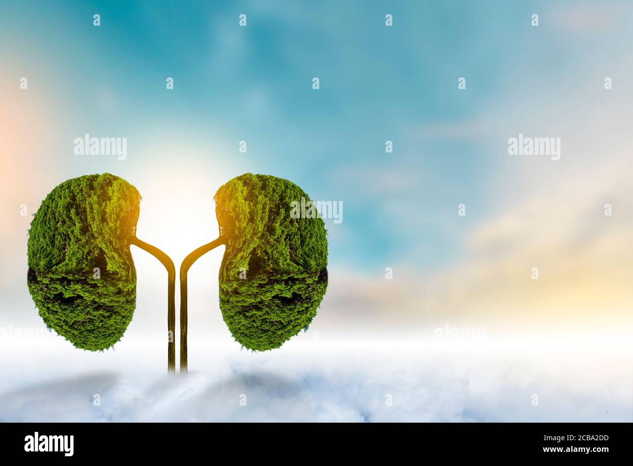 Trees (kidneys), 3D environmental and medical concepts Stock Photo - Alamy