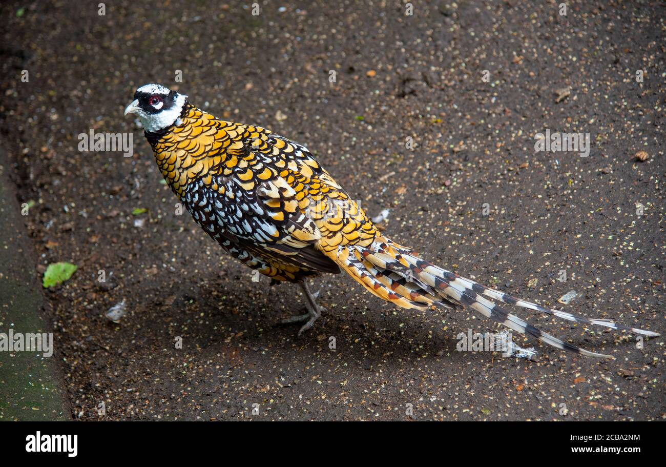 A bright colorful exotic pheasant stands on the asphalt Stock Photo - Alamy