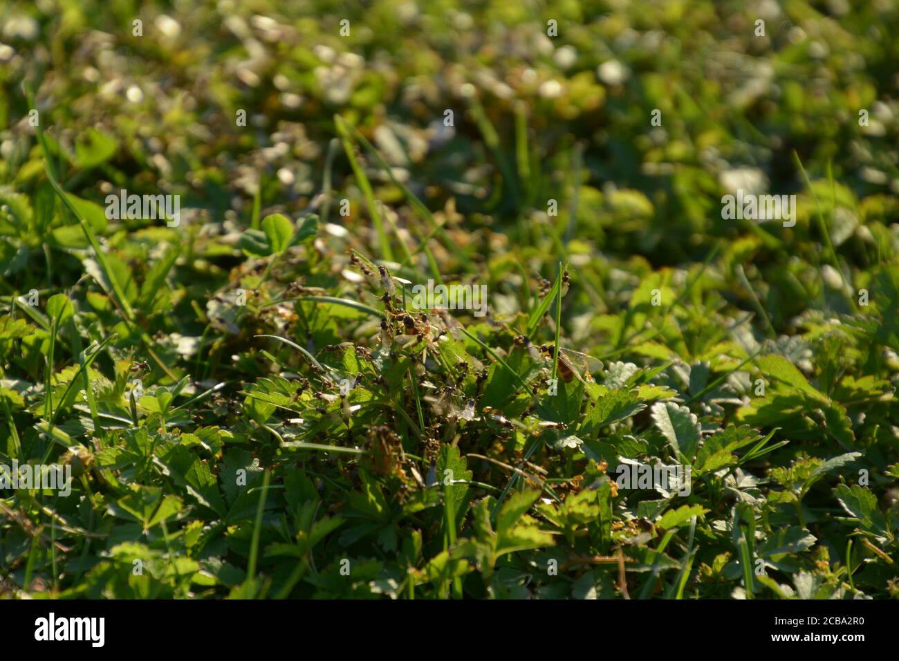 cluster of winged red ants in green grass before they start to fly in ...