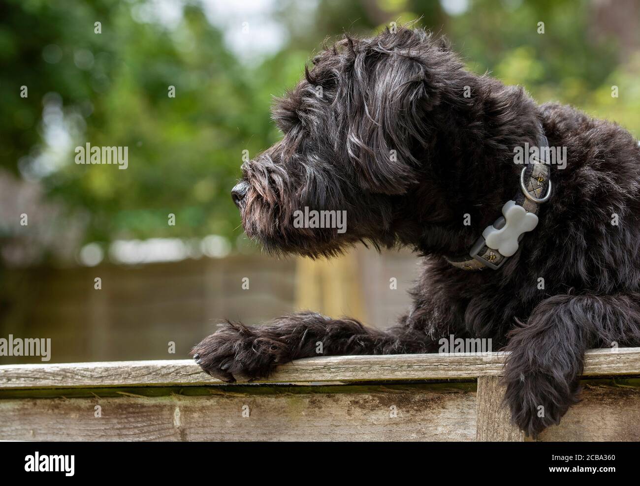 Hampshire, England, UK. August 2020. Portrait of a black borderpoo dog ...