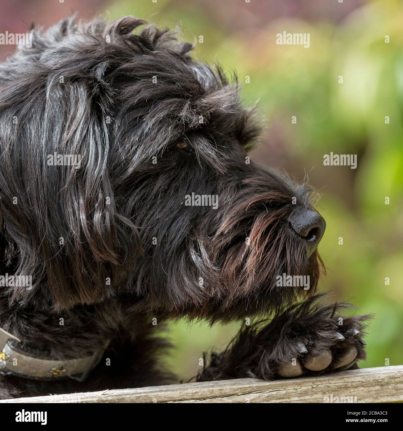 Border Terrier Poodle Mix