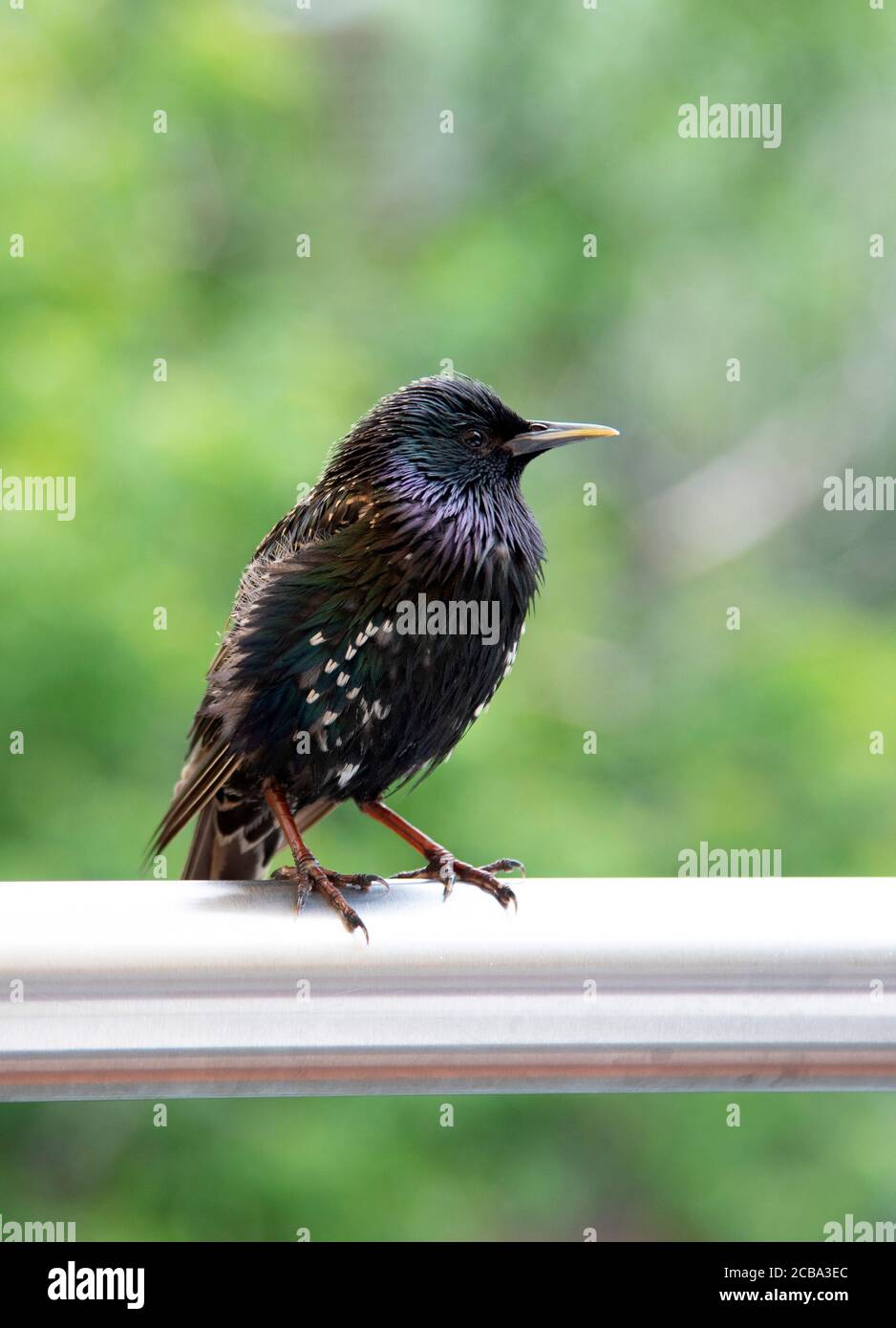 Single starling flight hi-res stock photography and images - Alamy