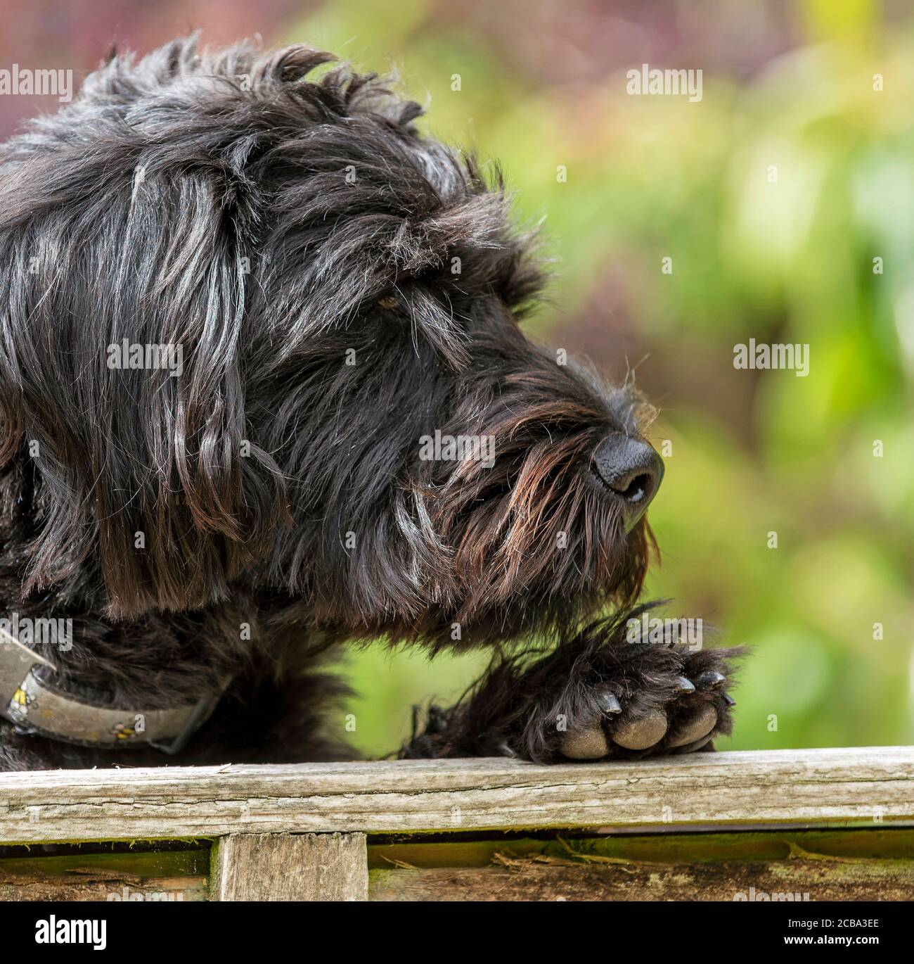 Border Terrier Cross Poodle