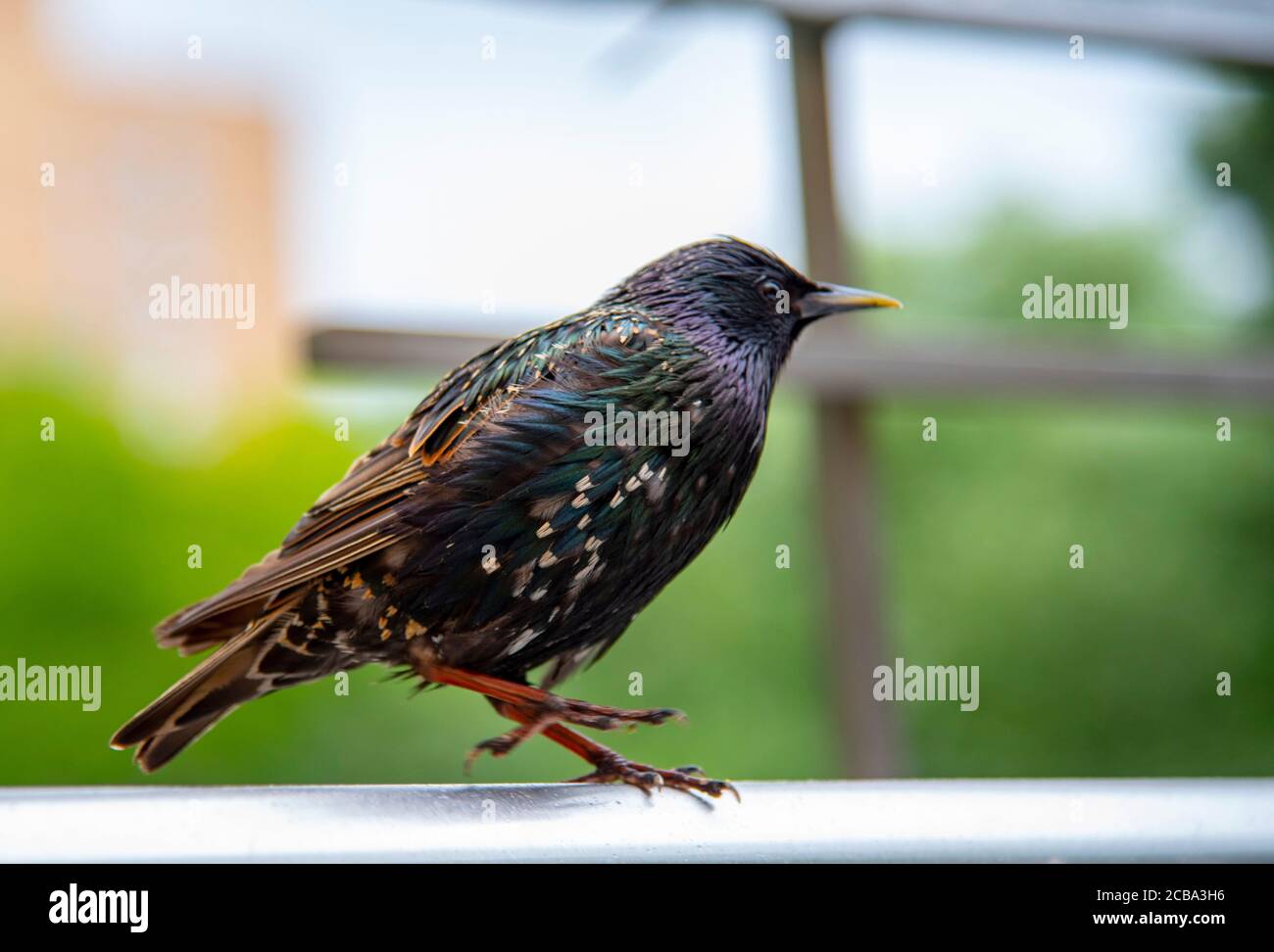 Single starling flight hi-res stock photography and images - Alamy