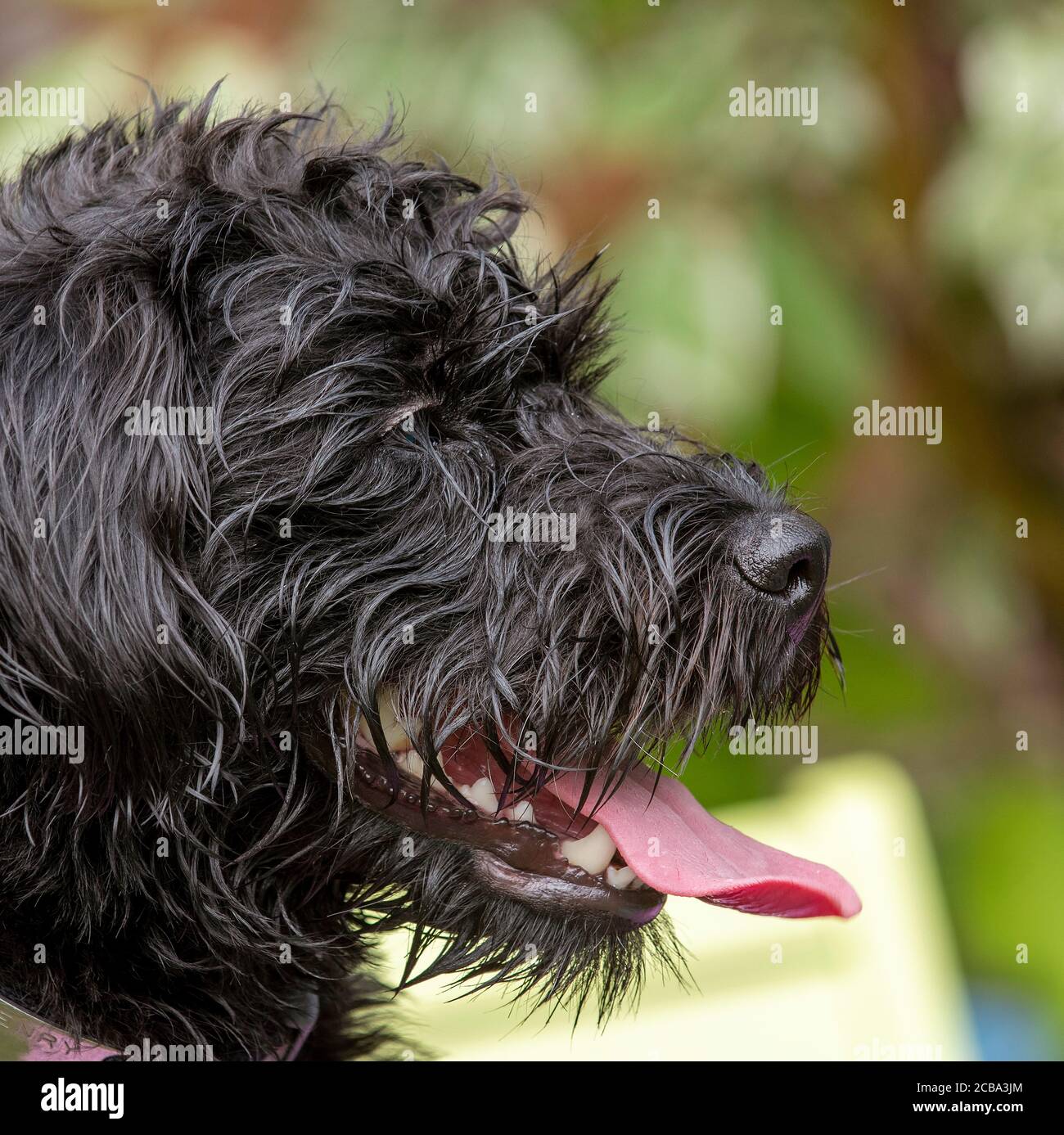 Borderpoo