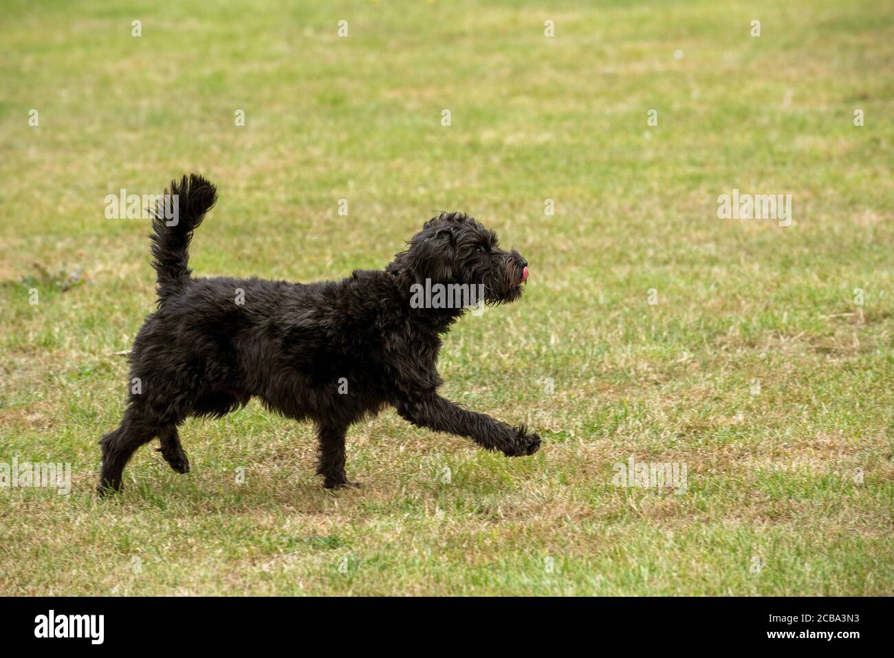 Border terrier cross poodle hi-res stock photography and images - Alamy