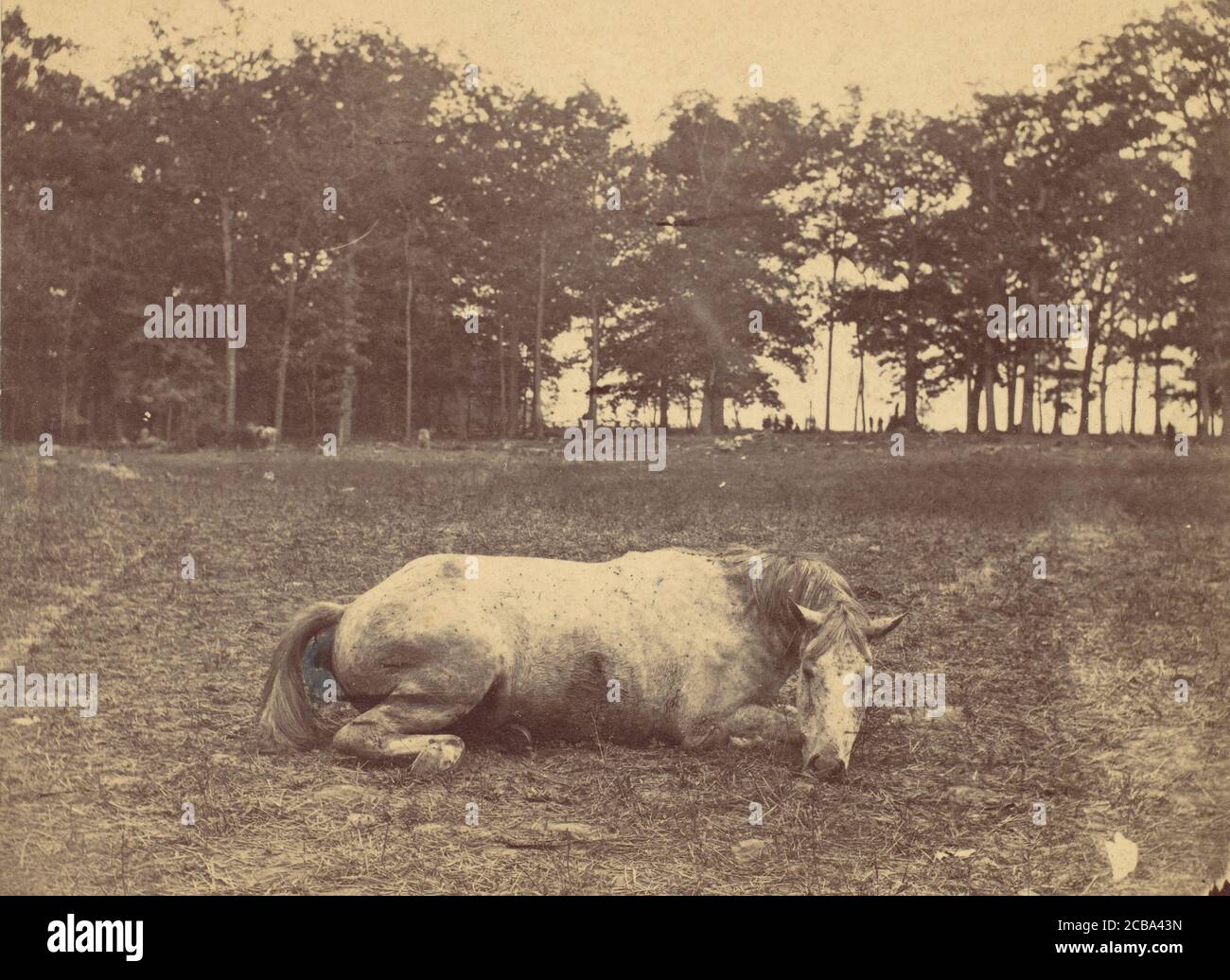 Battle of antietam dead hi-res stock photography and images - Alamy