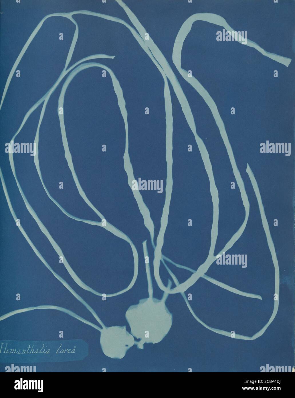 Lorea hi-res stock photography and images - Alamy