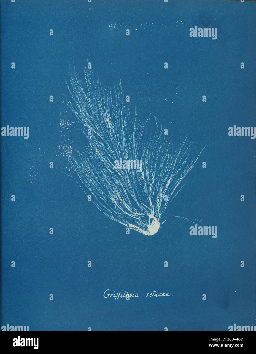 Setacea hi-res stock photography and images - Alamy