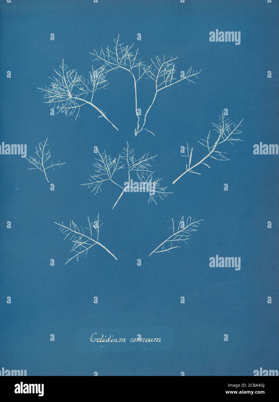 Gelidium hi-res stock photography and images - Alamy