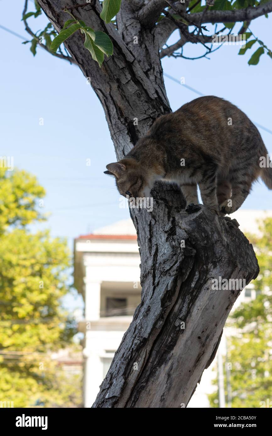 A grey cat is sitting in a tree. The cat climbed high on a branch. A ...