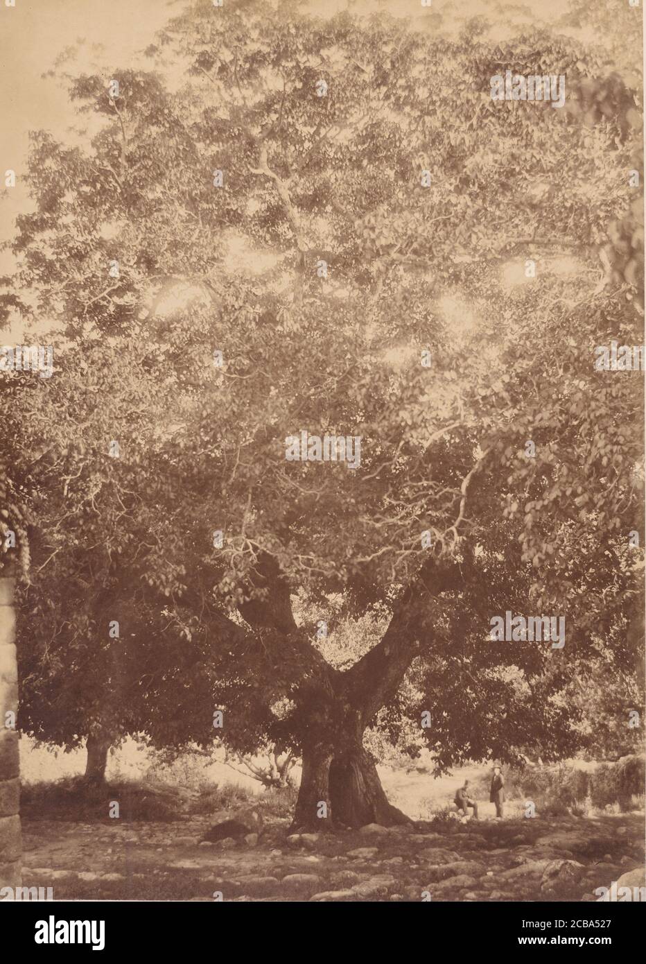 The Walnut Tree of Emperor Charles V, Yuste, 1858 Stock Photo - Alamy