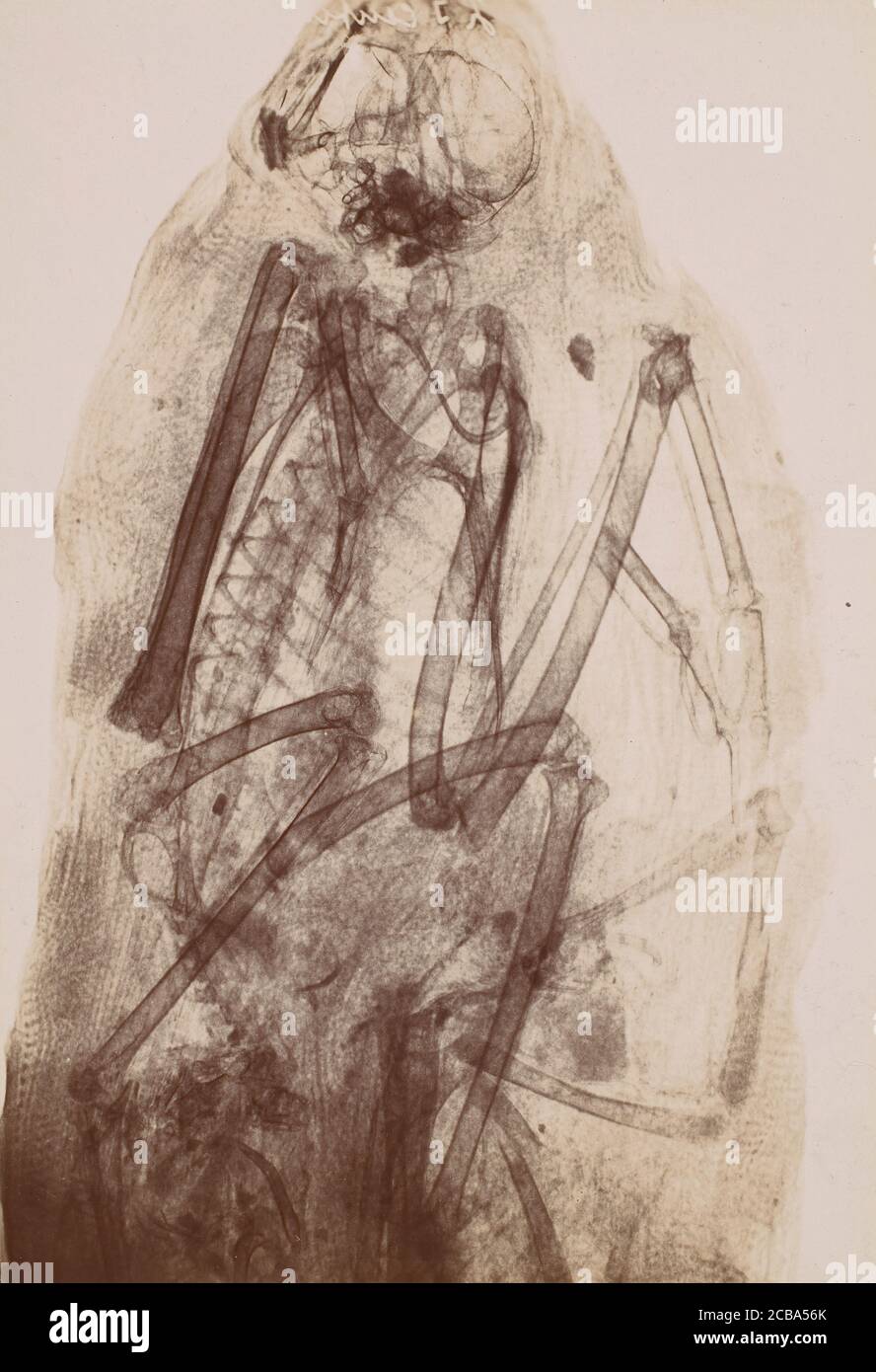 [X-Ray of the Mummy of a Raptor], 1896 Stock Photo - Alamy