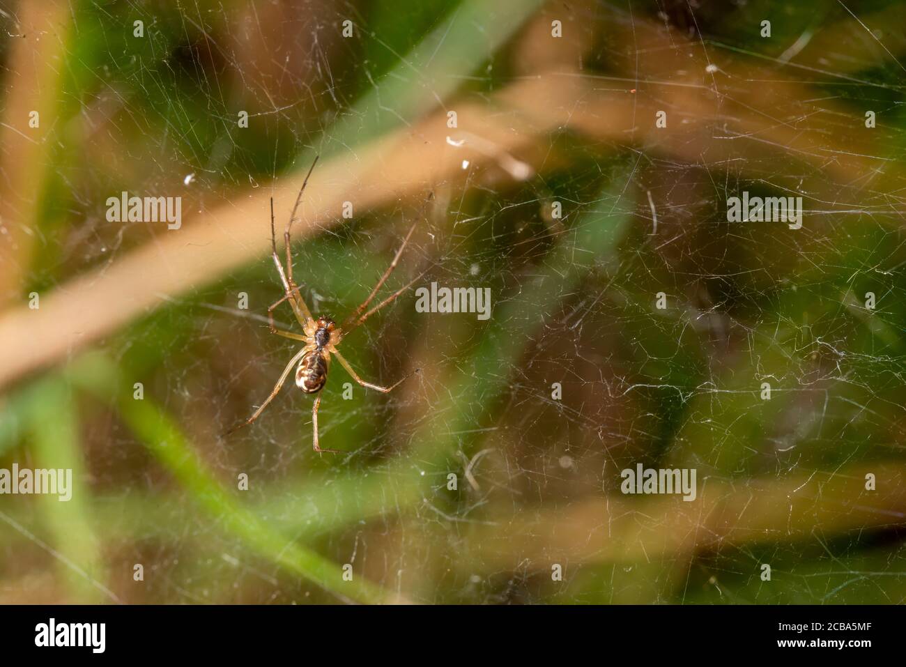 Small spider from below in its web with a green background and copy ...