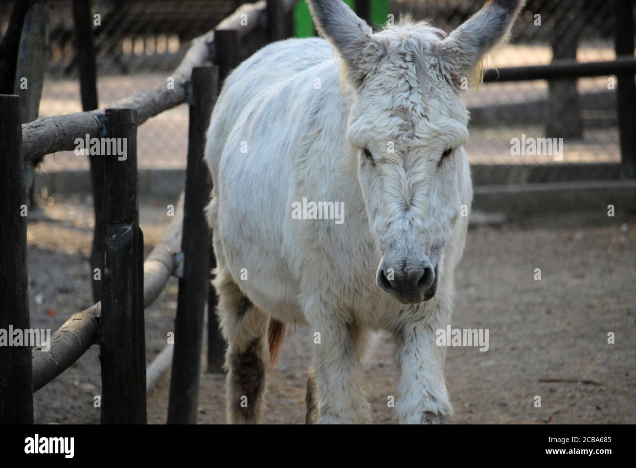 Shallow focus shot of a cute white burro Stock Photo - Alamy