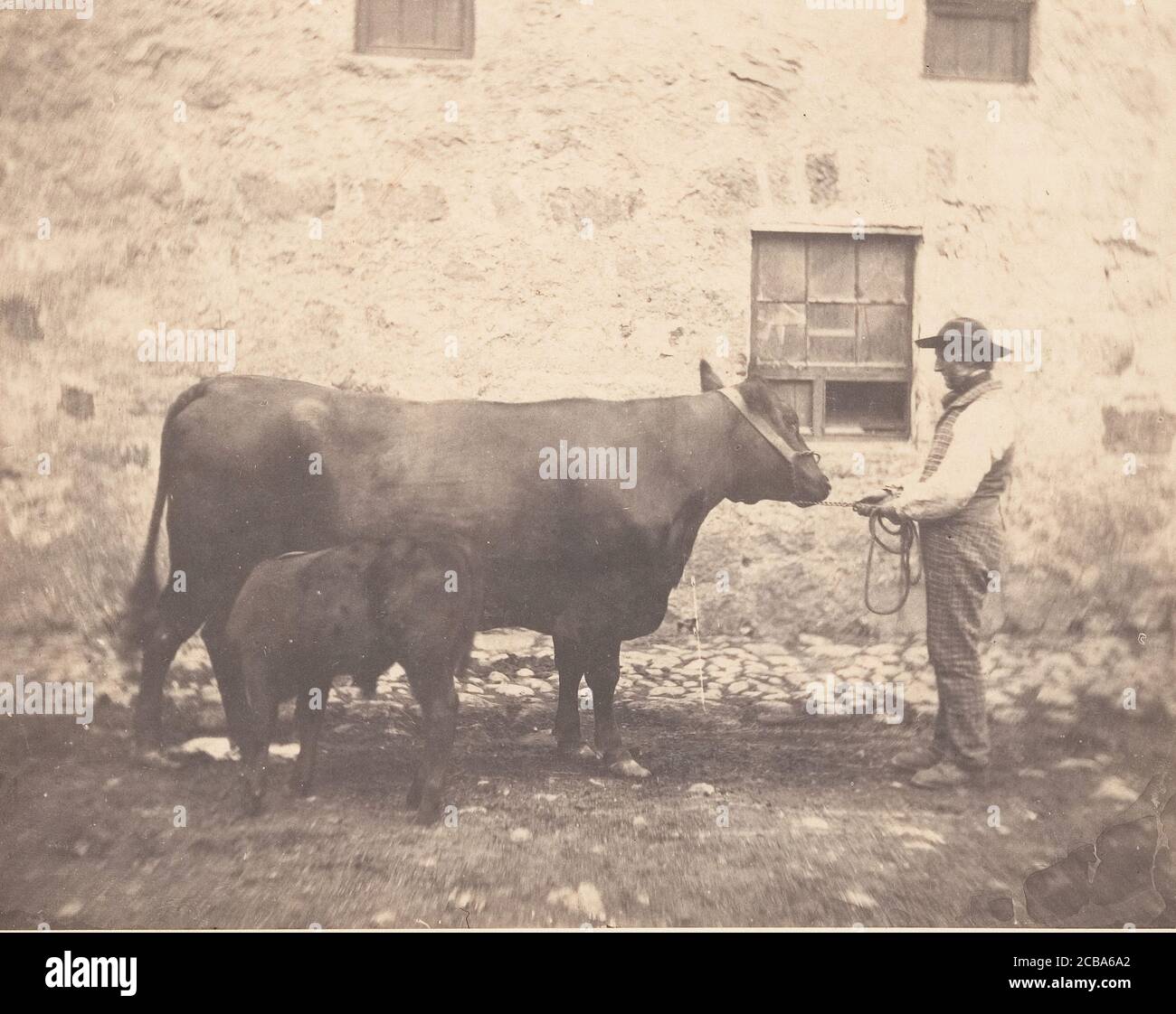 Prize cow hi-res stock photography and images - Alamy