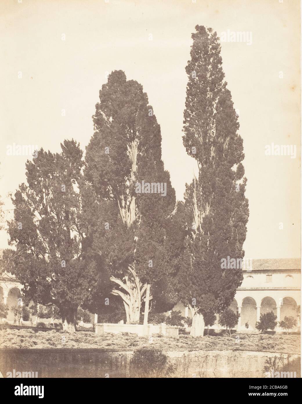 Old Cypress Trees in Carthusian Convent, Rome, 1853-56 Stock Photo - Alamy